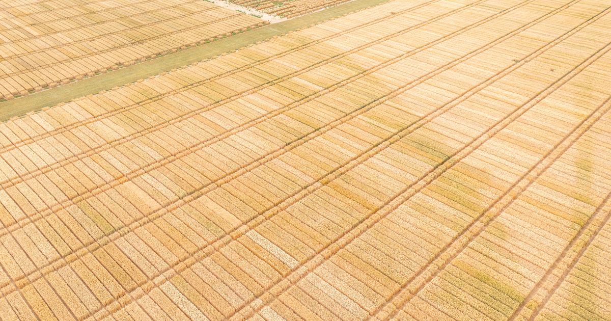 Durum Wheat | Elsoms agricultural seed | Elsoms